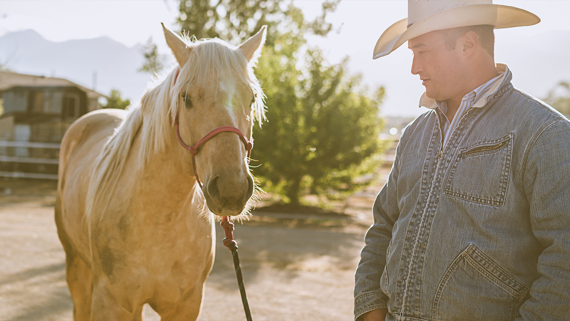 Sport | Deutsche Quarter Horse Association e.V.